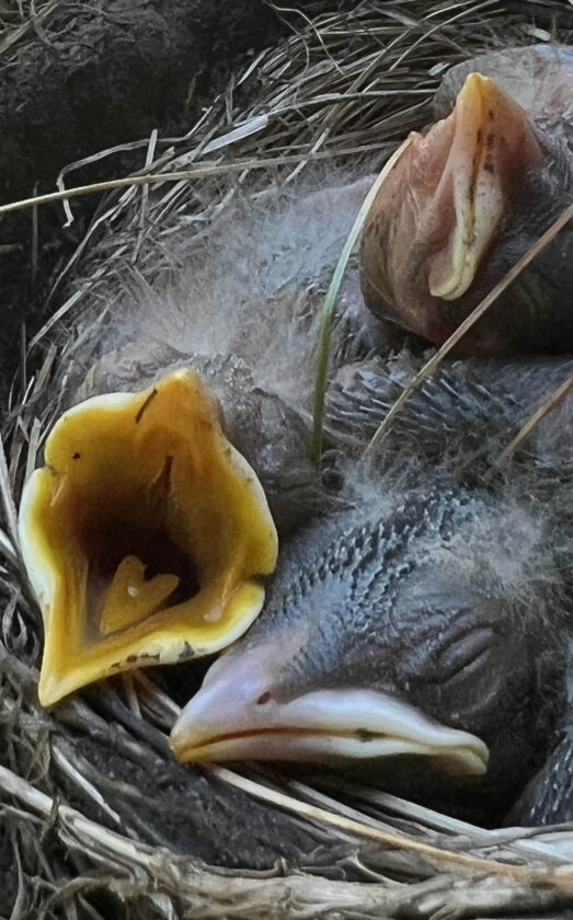 That crying baby | News, Sports, Jobs - Adirondack Daily Enterprise